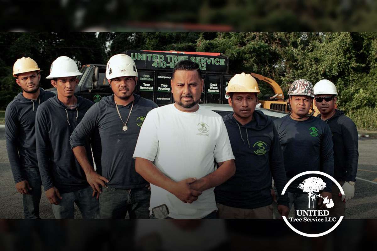 Tree Services in Baltimore, MD - United Tree Service, LLC