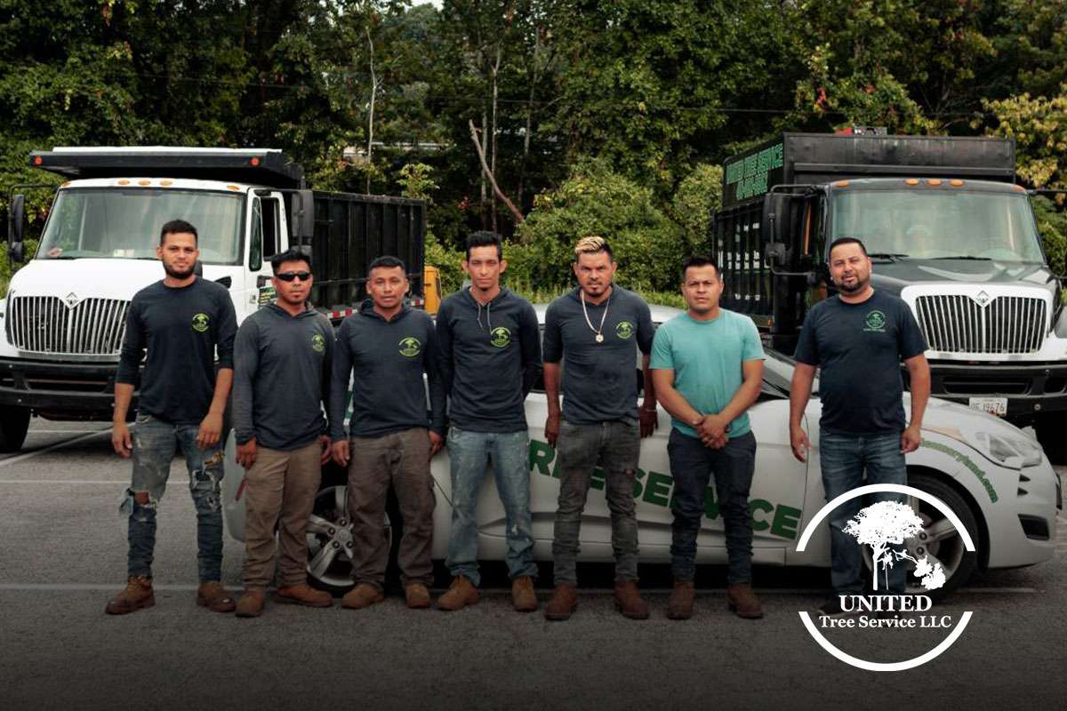 Tree Removal in Towson, MD | United Tree Service, LLC