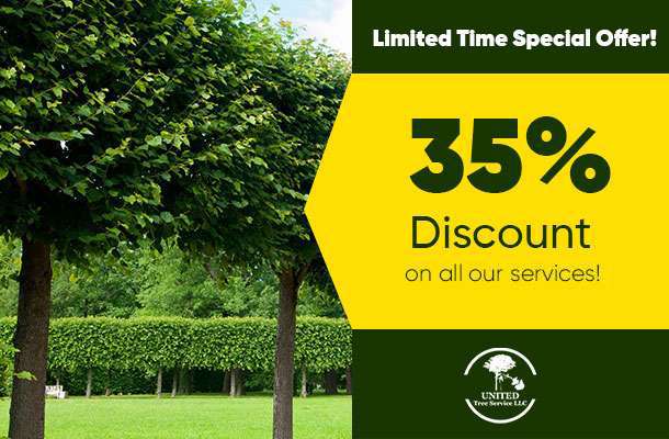 Tree Services in Baltimore, MD - United Tree Service, LLC