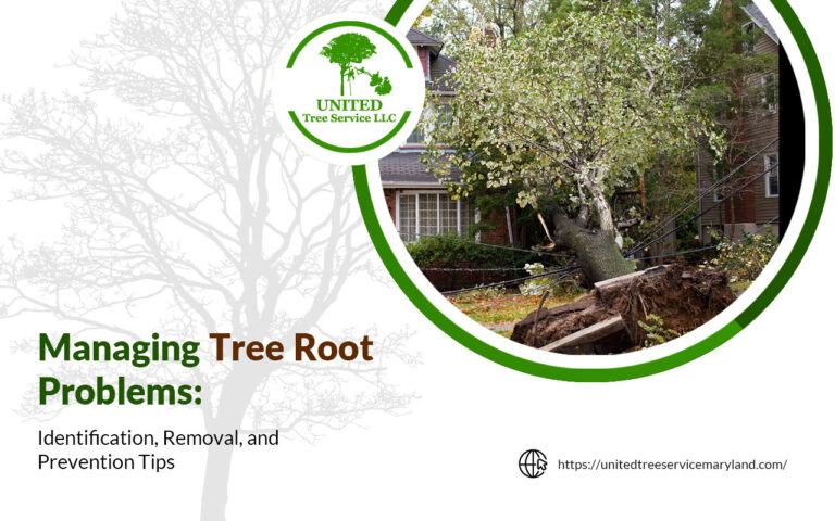 Managing Tree Root Problems: Identification and Prevention Tips