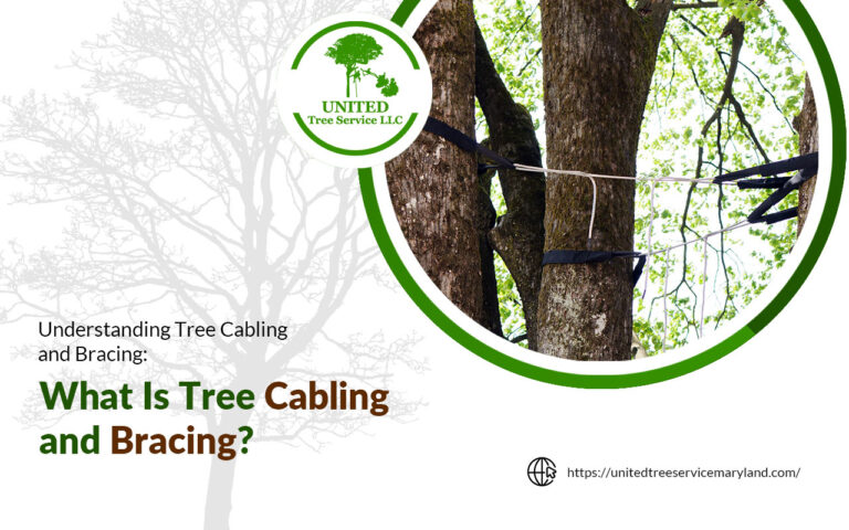 Tree Cabling and Bracing: Facts. Tips and Important!
