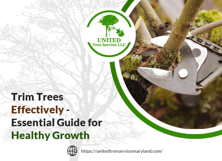 Trim Trees Effectively - Essential Guide for Healthy Growth