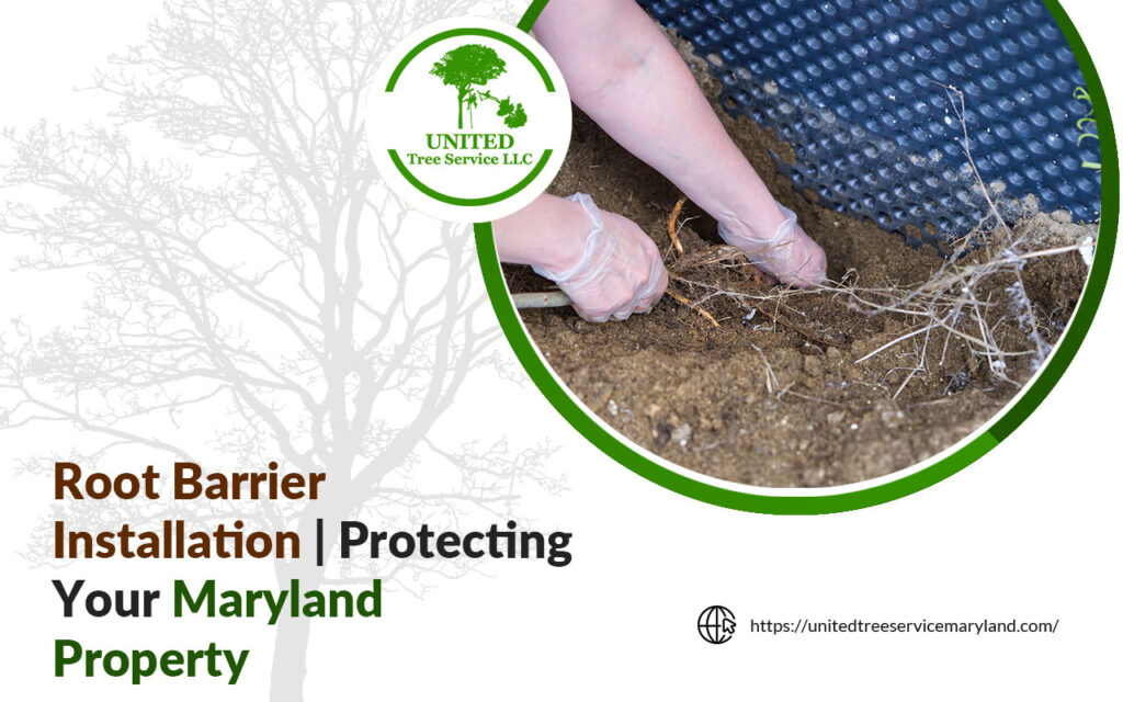 Root Barrier Installation | Tree Root Solutions