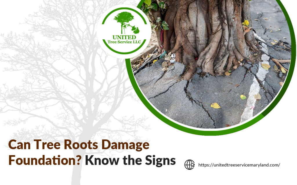 Can Tree Roots Damage Foundation? | Maryland Tree Tips