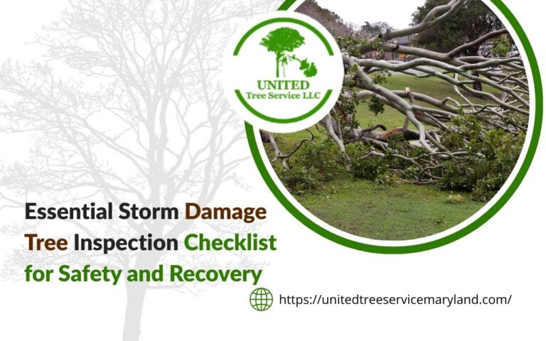 Storm Damage Tree Inspection Checklist for Safety